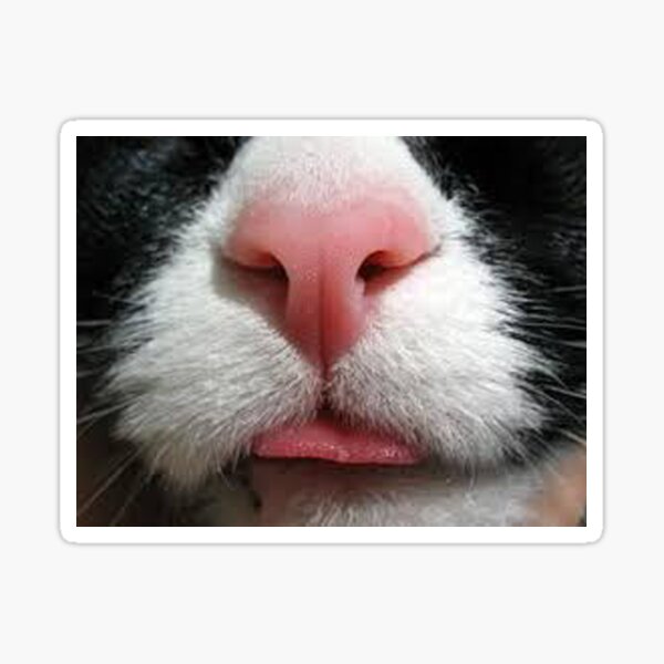 "Cats tongue filiform papillae face mask hook spiny cats mouth barbs ...