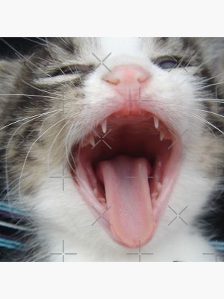 "Cats tongue filiform papillae face mask hook spiny cats mouth barbs ...