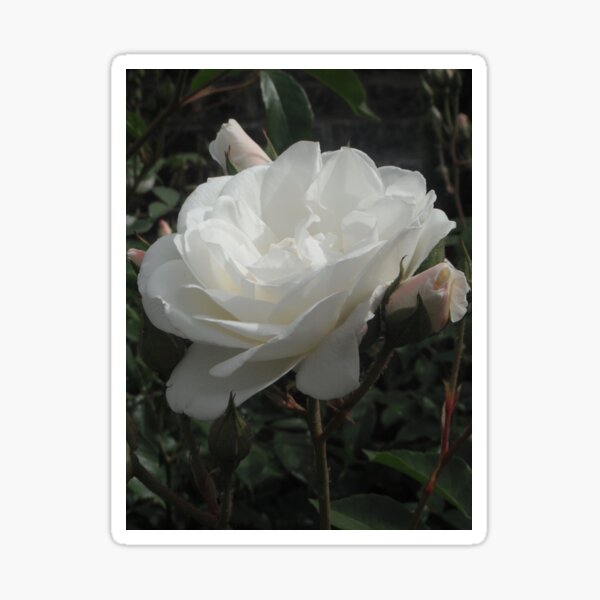 "White Rose" Sticker for Sale by NewDesign69 | Redbubble