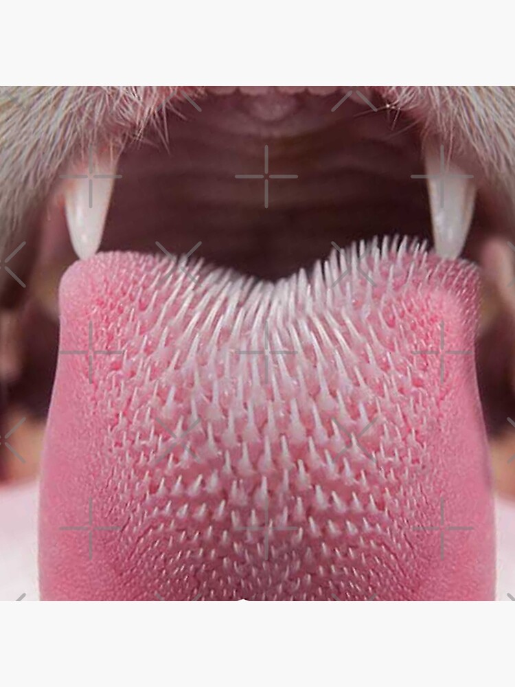 "Cats tongue filiform papillae face mask hook spiny cats mouth barbs ...
