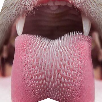 "Cats tongue filiform papillae face mask hook spiny cats mouth barbs ...
