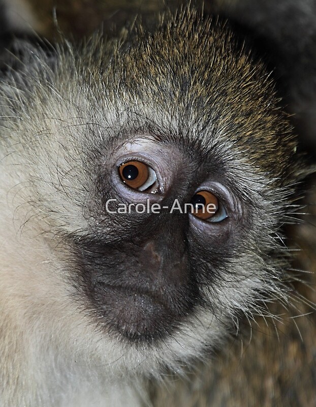 "The Eyes Have It! Black-faced Vervet Monkey, Kenya " by Carole-Anne ...