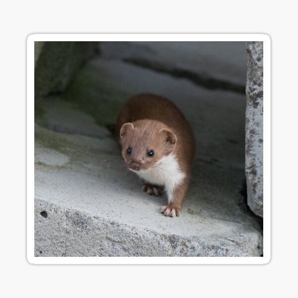 "little stoat" Sticker for Sale by Tammysax | Redbubble