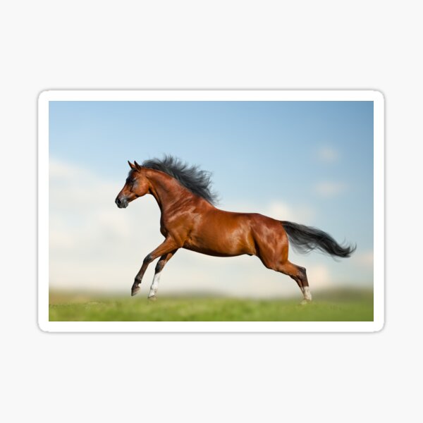 "Bay horse running" Sticker for Sale by marusya1 | Redbubble