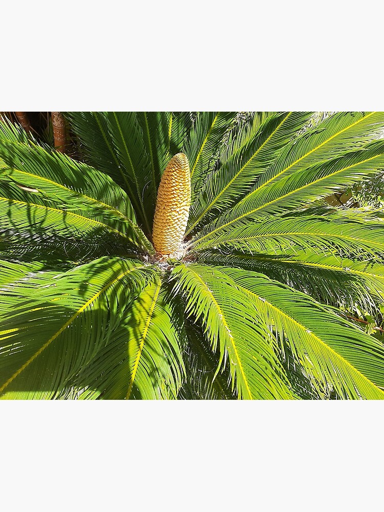"cycas revoluta." Poster for Sale by kentgateway123 | Redbubble