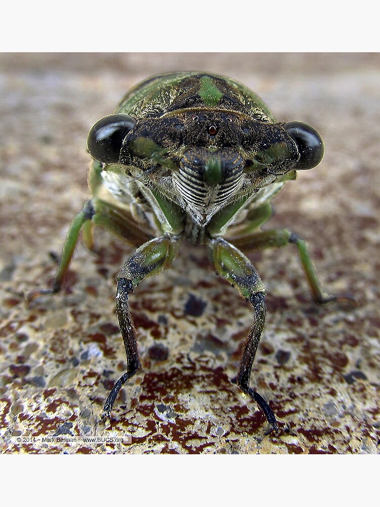 "Cicada face" Poster by mark-bugs-org | Redbubble