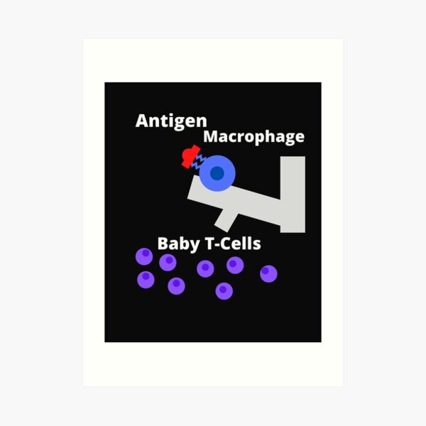 "Macrophage presenting Antigen to Baby T-Cells, Biology Meme" Art Print ...