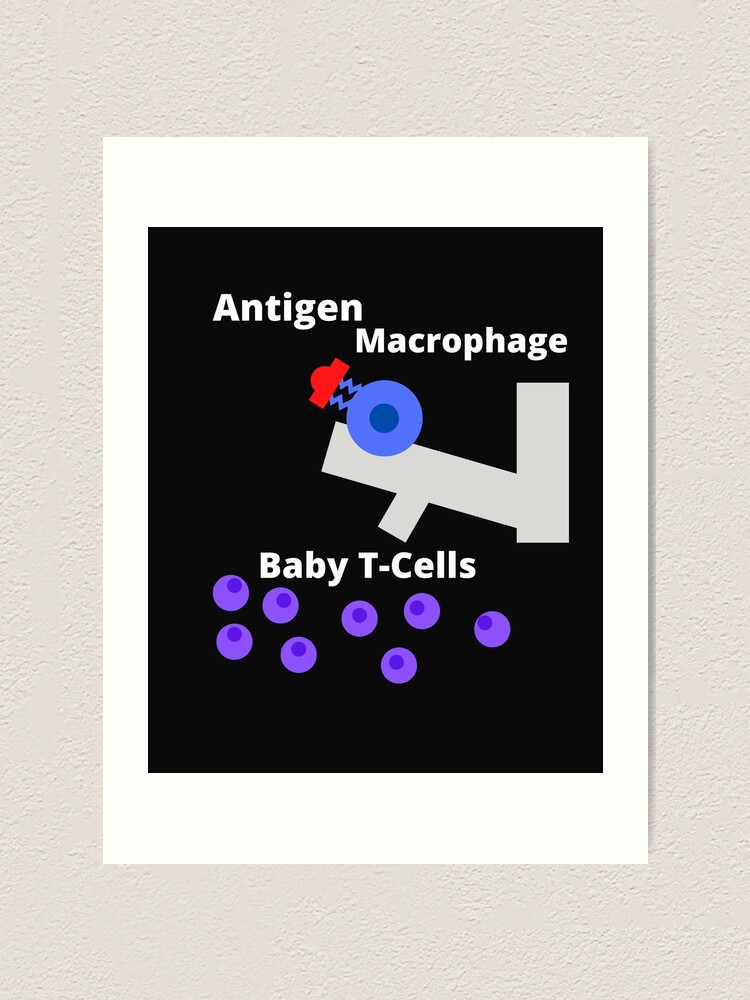 "Macrophage presenting Antigen to Baby T-Cells, Biology Meme" Art Print ...