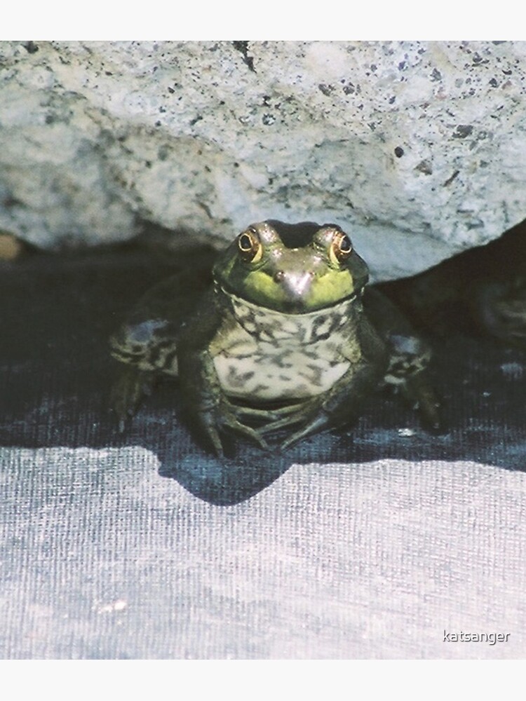 "Frog Judges You" Sticker for Sale by katsanger | Redbubble