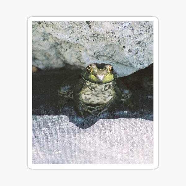 "Frog Judges You" Sticker for Sale by katsanger | Redbubble