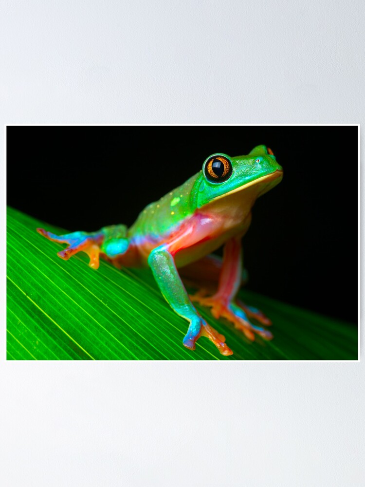 "Tree frog" Poster for Sale by dirkercken | Redbubble