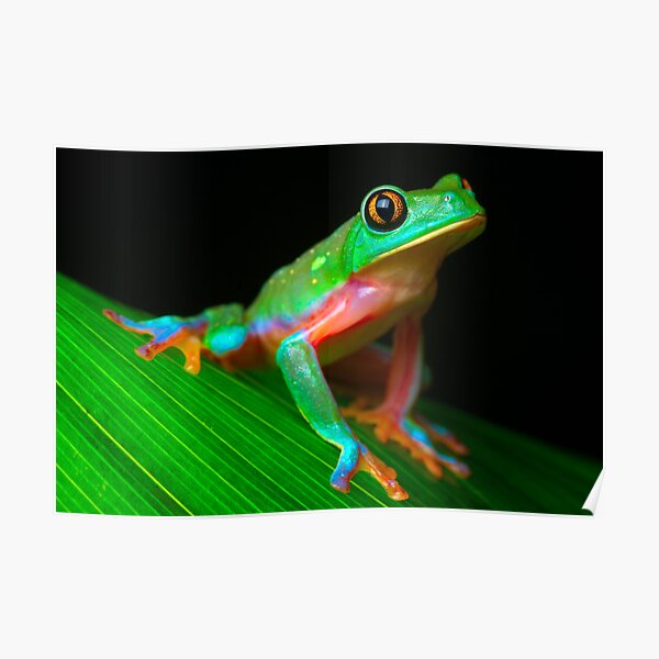 "Tree frog" Poster for Sale by dirkercken | Redbubble