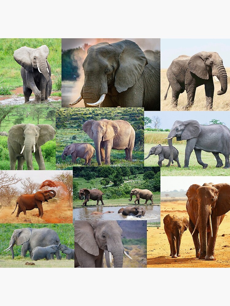"elephant collage" Poster for Sale by alexandraschell | Redbubble