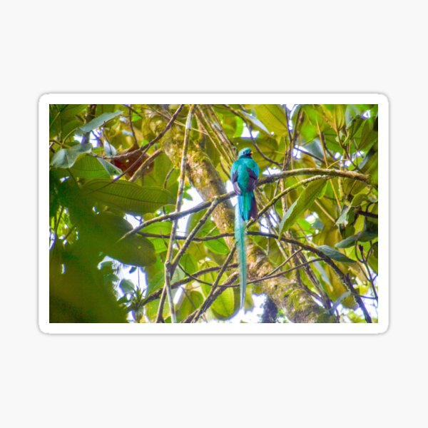 "Resplendent Quetzal" Sticker by hschwietz | Redbubble