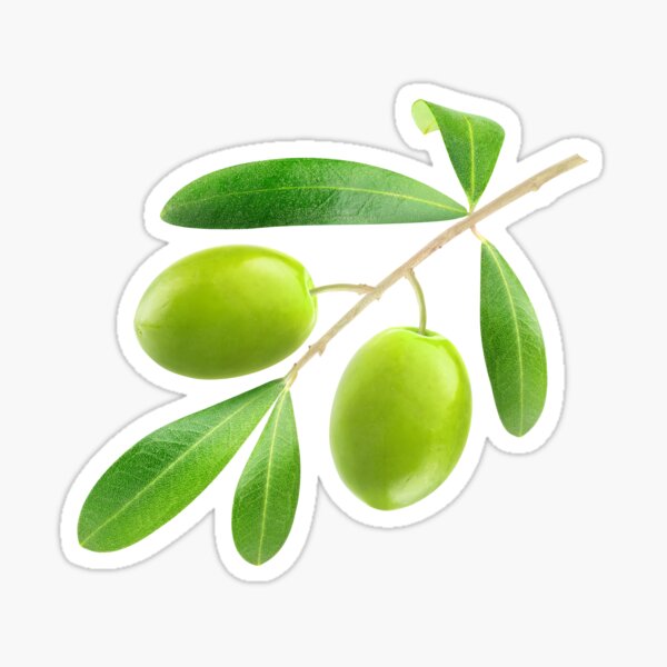 "Branch with two green olives" Sticker by 6hands | Redbubble