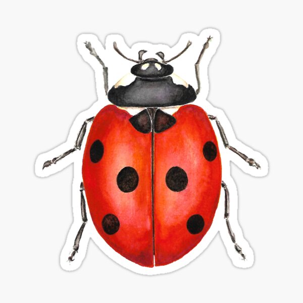 "Ladybird" Sticker for Sale by wcoloursbyJulia | Redbubble