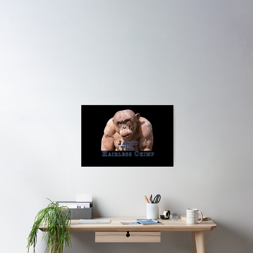 Póster « es el chimpancé musculoso y sin pelo del zoológico de Twycross ...
