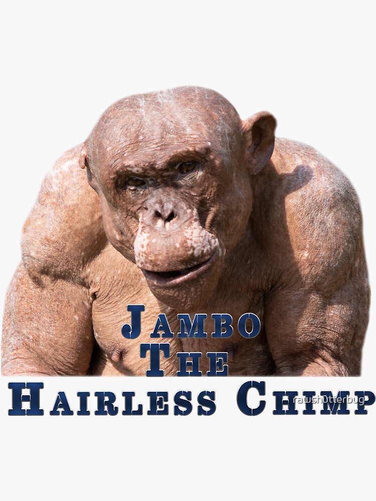 Close Up Jambo The Hairless Chimpanzee Youtube