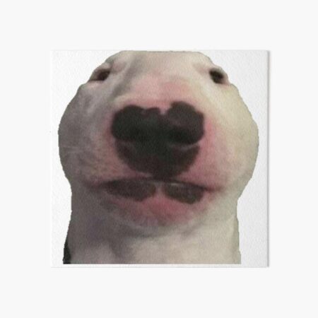 Lámina rígida «meme del perro walter» de wilfshelmerdine | Redbubble