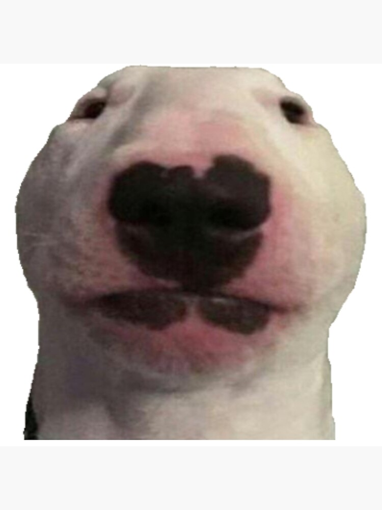 "walter dog meme" Poster for Sale by wilfshelmerdine | Redbubble