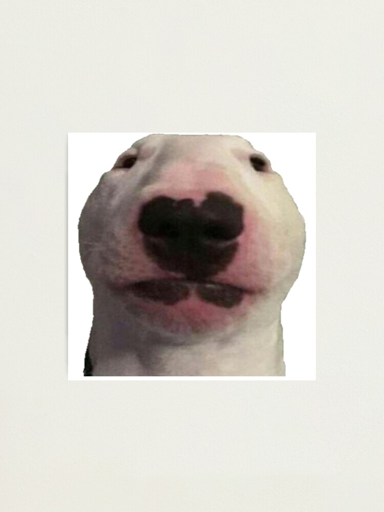 "walter dog meme" Photographic Print by wilfshelmerdine | Redbubble