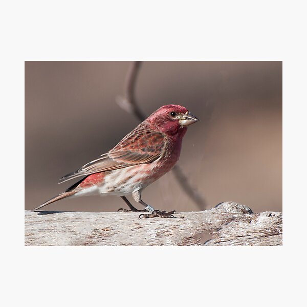 Finch Band Gifts & Merchandise | Redbubble