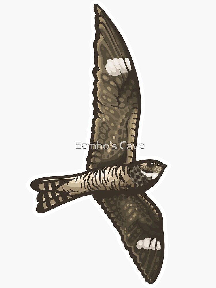 "Common Nighthawk" Sticker for Sale by Ginboy | Redbubble