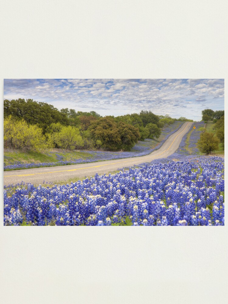 "Texas Bluebonnet Highway in the Texas Hill Country" Photographic Print ...