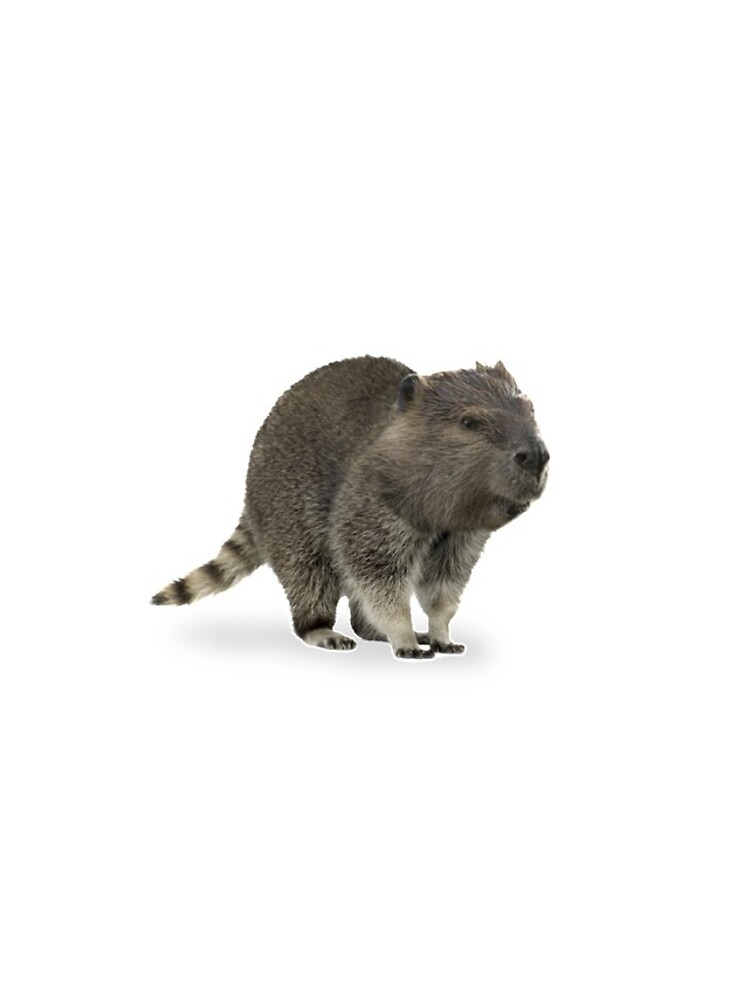 "Beavcoon" iPhone Case for Sale by Simon111111 | Redbubble