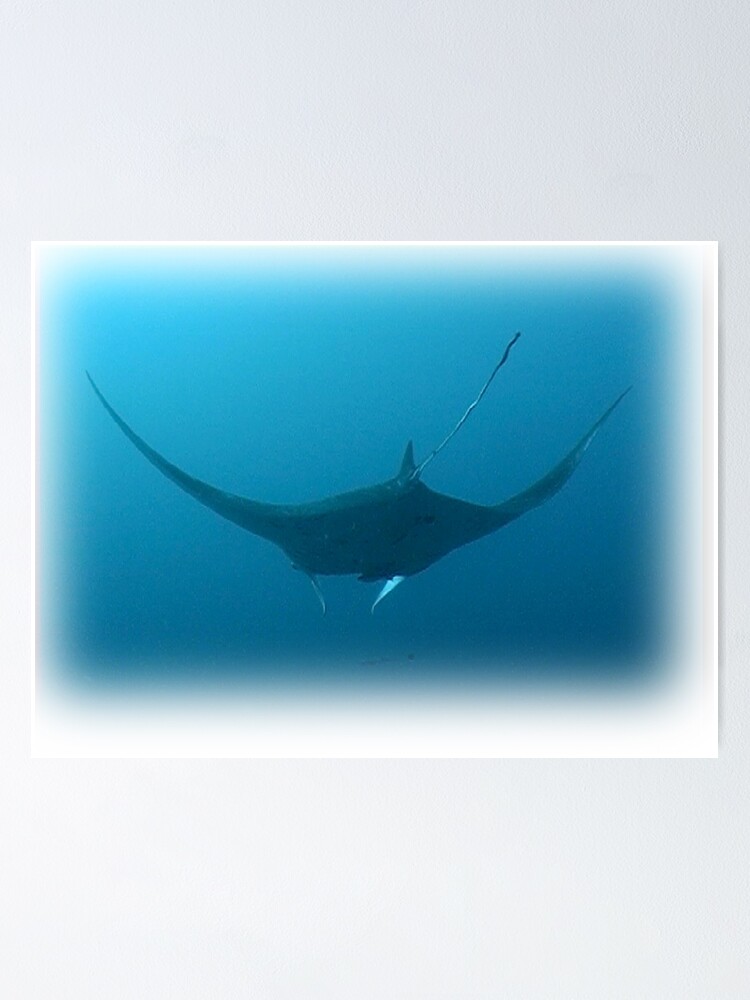 "Manta Ray flying" Poster for Sale by paulnaude | Redbubble