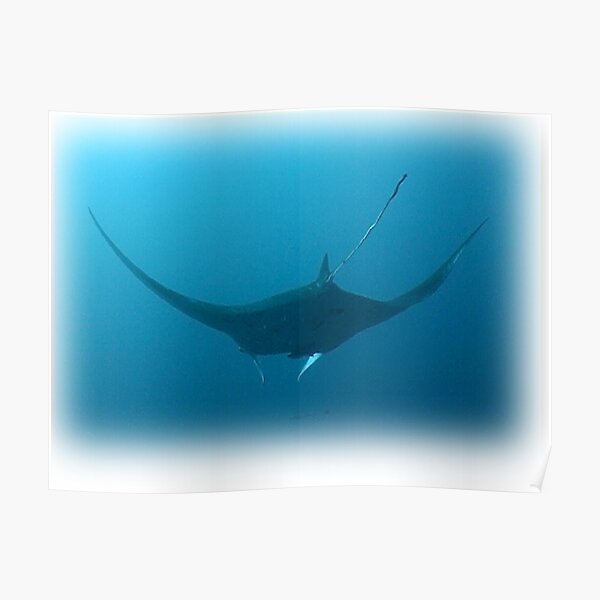 "Manta Ray flying" Poster for Sale by paulnaude | Redbubble