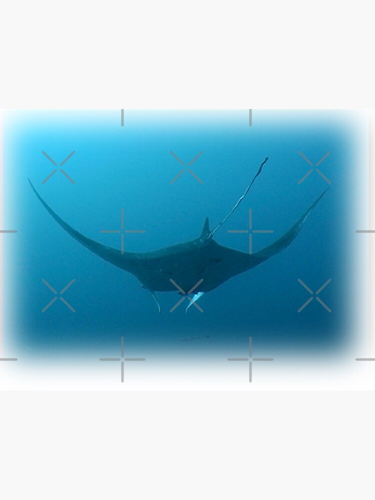 "Manta Ray flying" Sticker for Sale by paulnaude | Redbubble