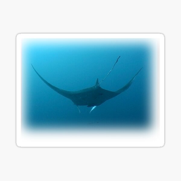 "Manta Ray flying" Sticker for Sale by paulnaude | Redbubble