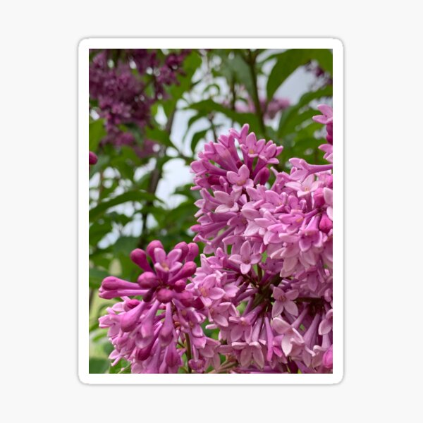 "Beautiful Pink And Purple Flowers" Sticker by MKG-Art | Redbubble