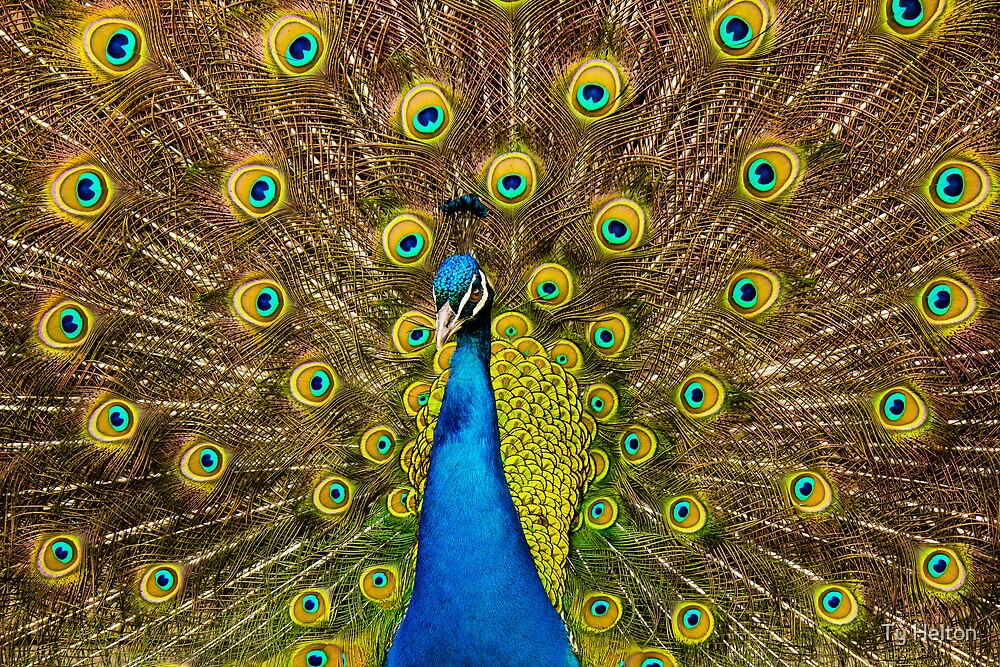 "Proud Perfection" by Ty Helton | Redbubble