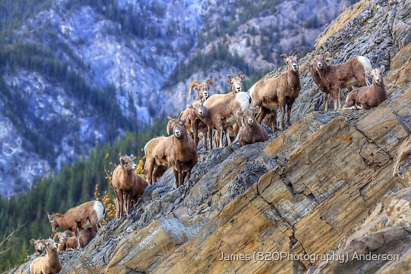 "Sheep Cliff" by James (820Photography) Anderson | Redbubble