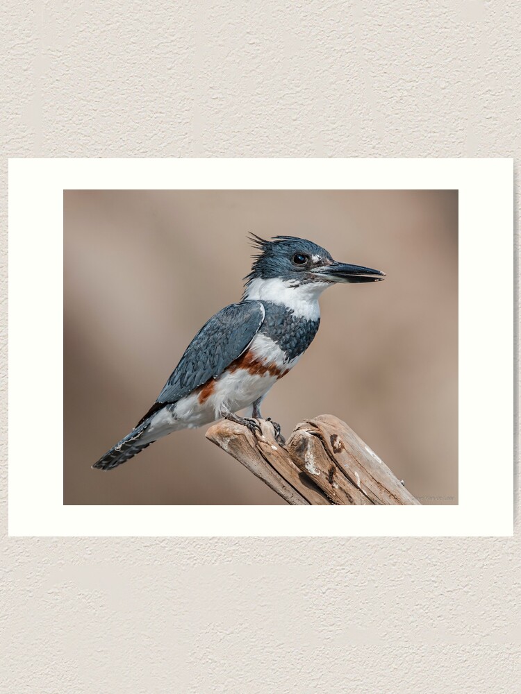 "Female Belted Kingfisher" Art Print by Tallow | Redbubble