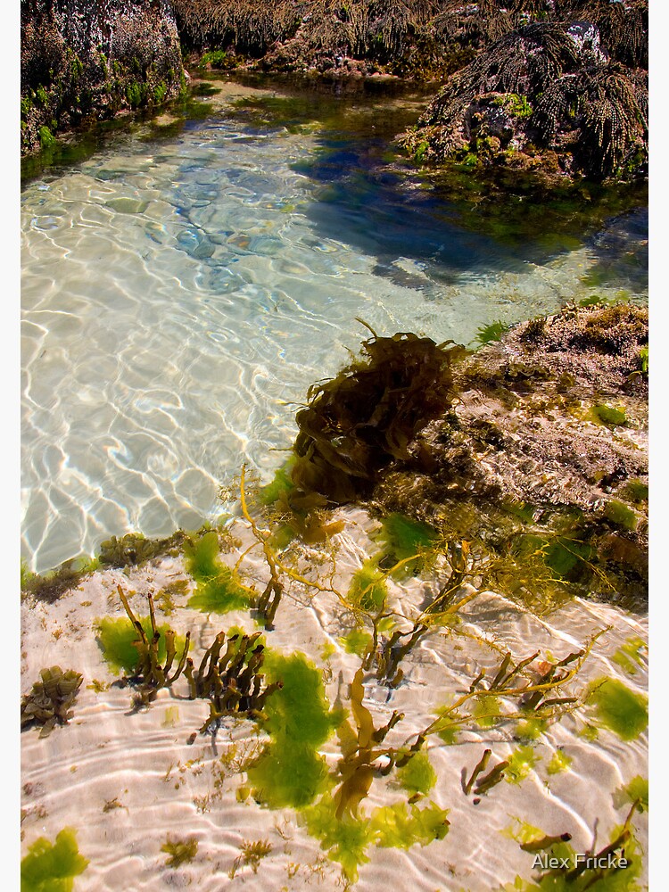 "Pool and Garden" Poster by alfricke | Redbubble