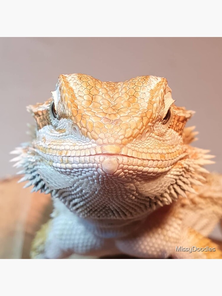 "Baby Bartagame" Sticker von MissyDoodles | Redbubble