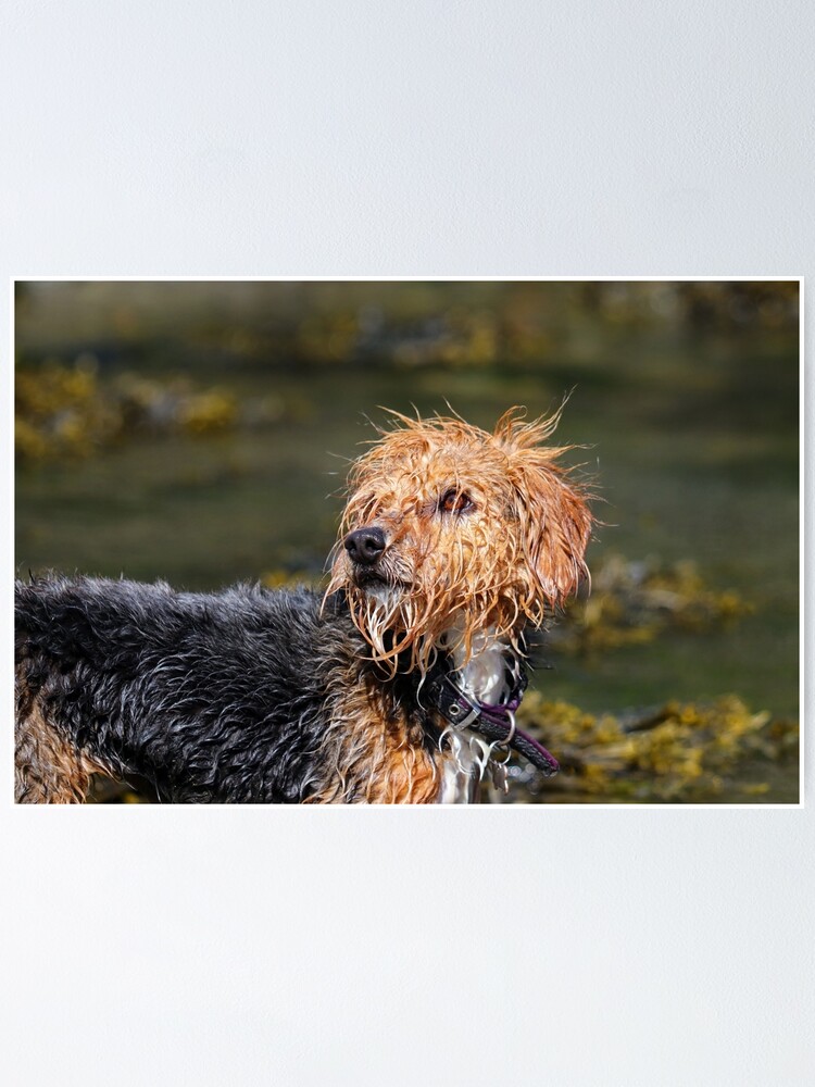 "Soggy dog" Poster by GreyFeatherPhot | Redbubble