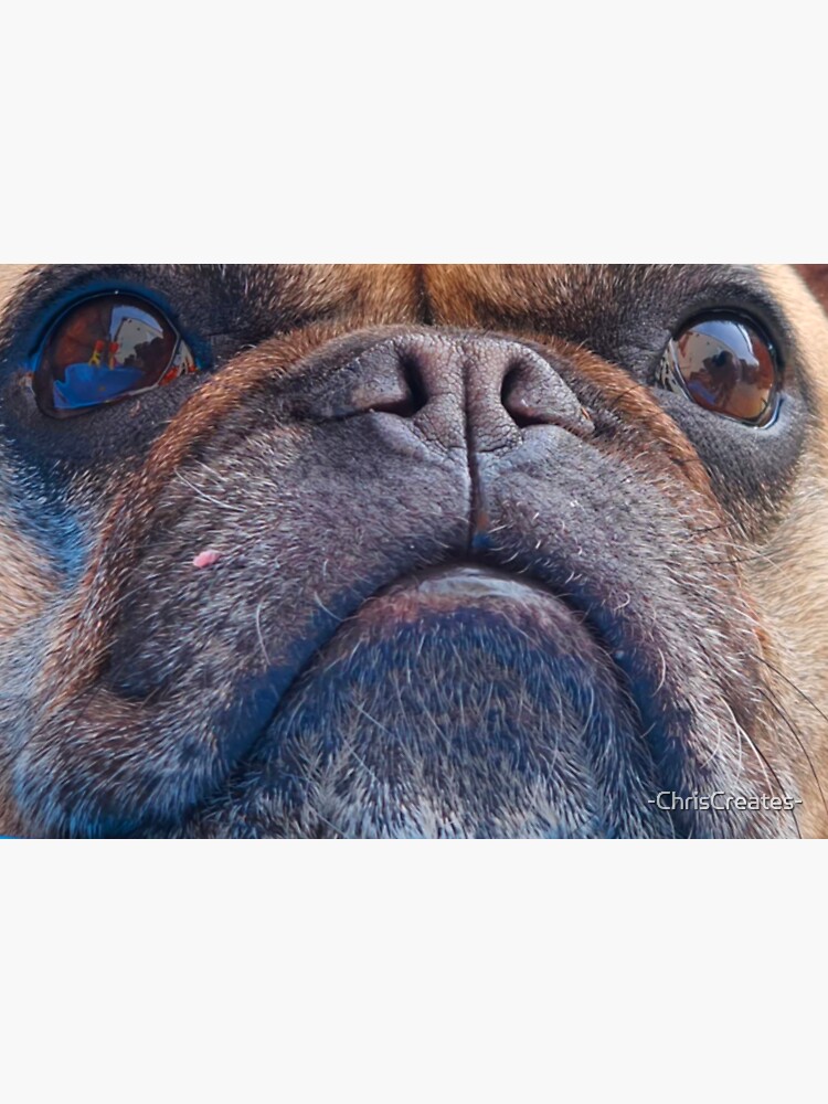 "Kobi The Frenchie - French Bulldog Face" Sticker by -ChrisCreates ...