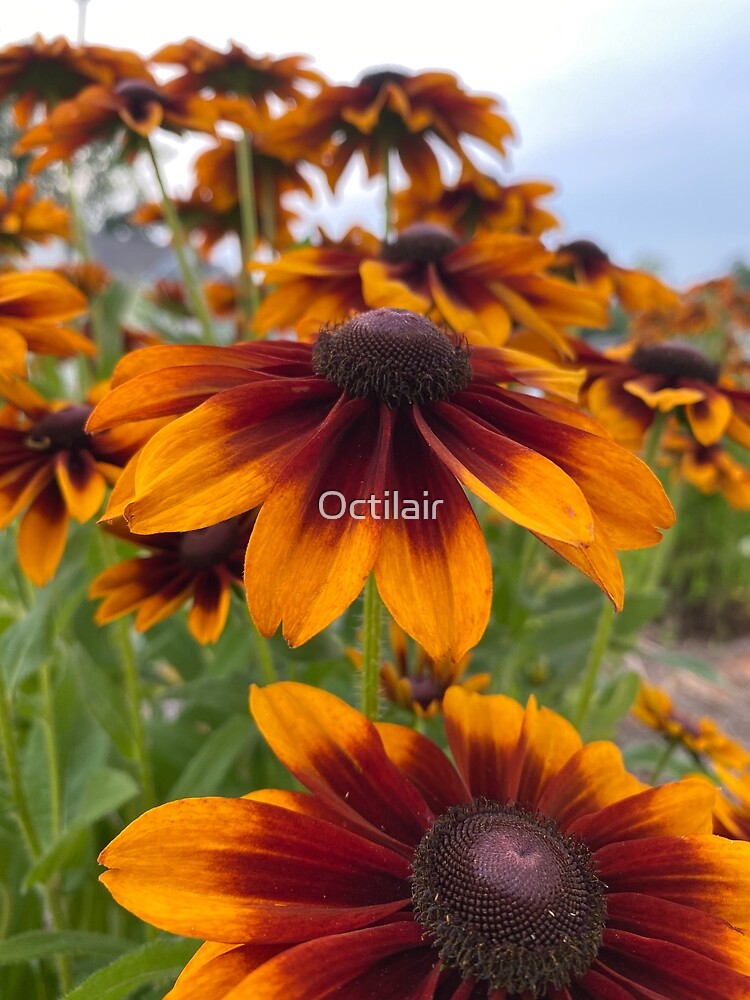 "Beautiful Flowers from side" Poster by Octilair | Redbubble