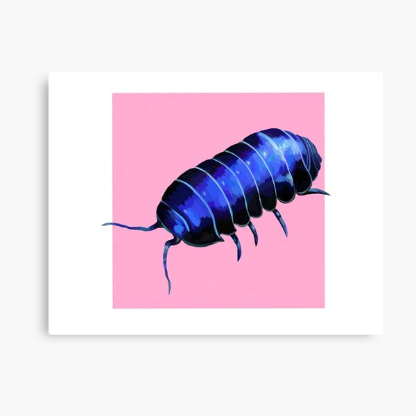 Roly Poly Canvas Prints | Redbubble