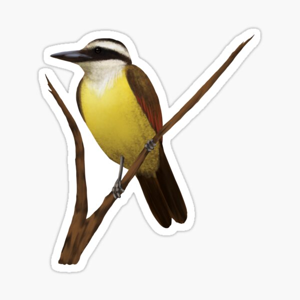"Great Kiskadee (Pitangus sulphuratus) Digital Painting" Sticker for ...