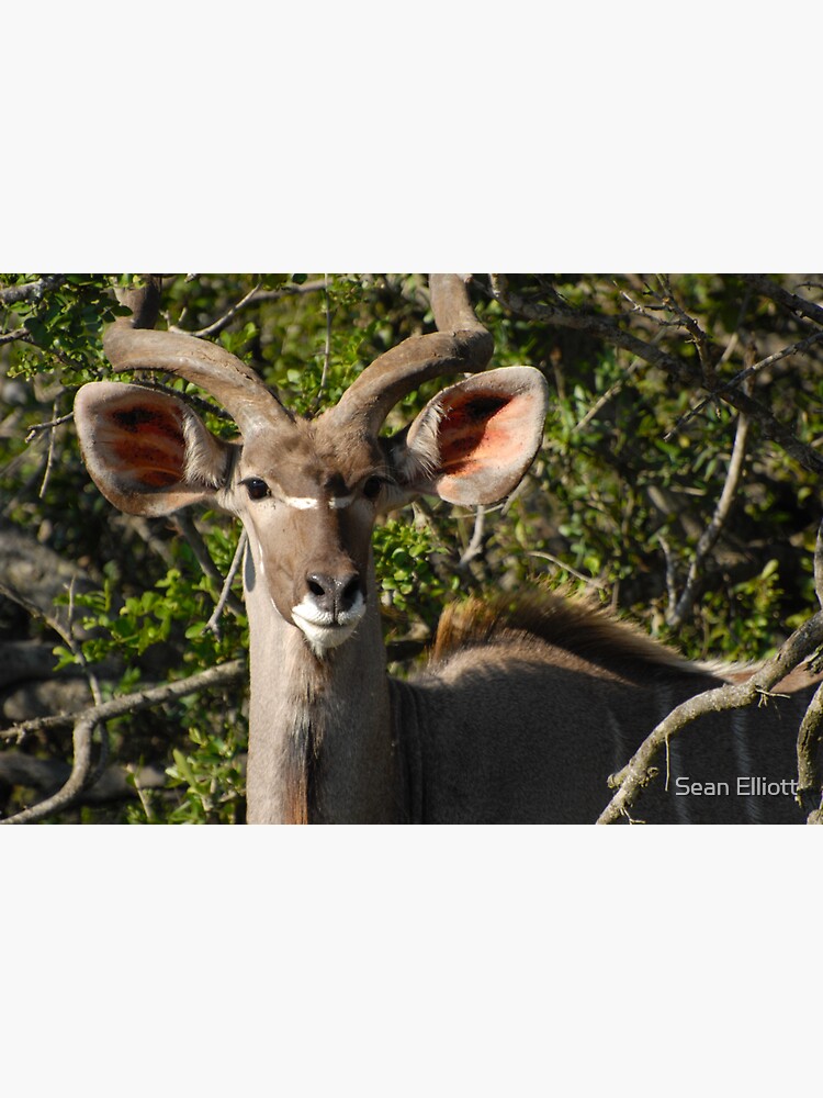 "Nyala, South Africa" Sticker by SeanPElliott | Redbubble