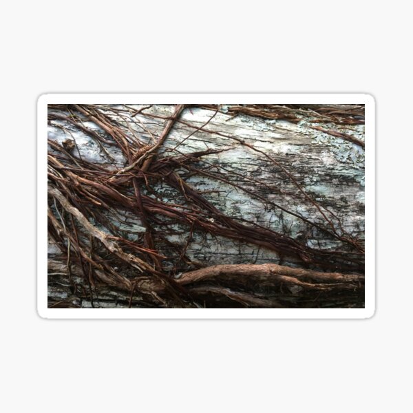 "Tree roots" Sticker for Sale by Naturevibez | Redbubble