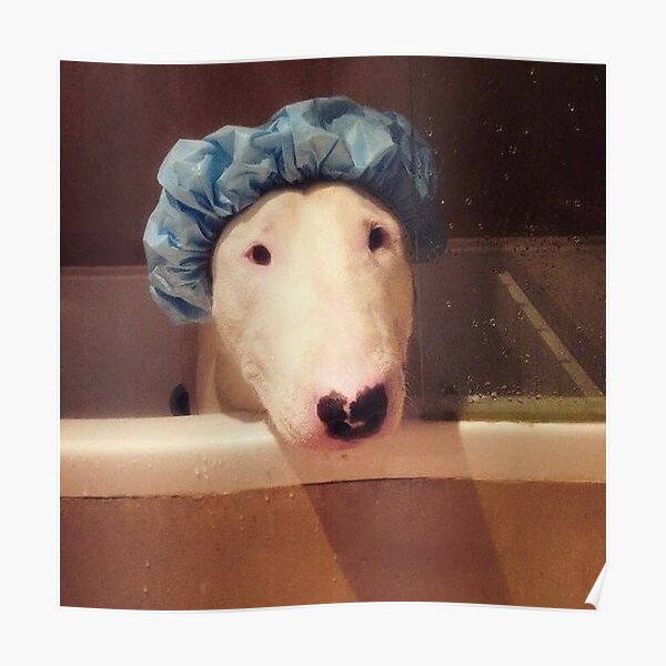 Walter The Dog Posters | Redbubble