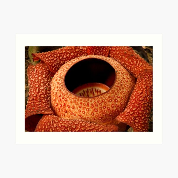 Rafflesia Art Prints | Redbubble