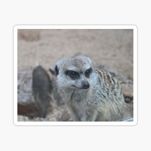 "Meerkat" Sticker by jfierze | Redbubble