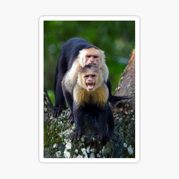 "Capuchin Monkey Photobomb - Costa Rica" Sticker for Sale by darby8 ...